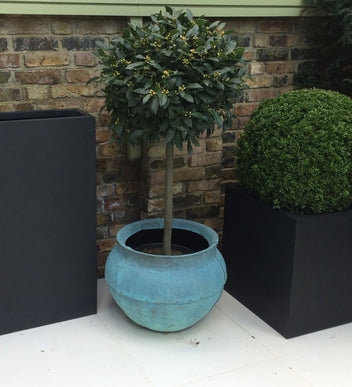 Bay trees care tips – Terrace Gardener