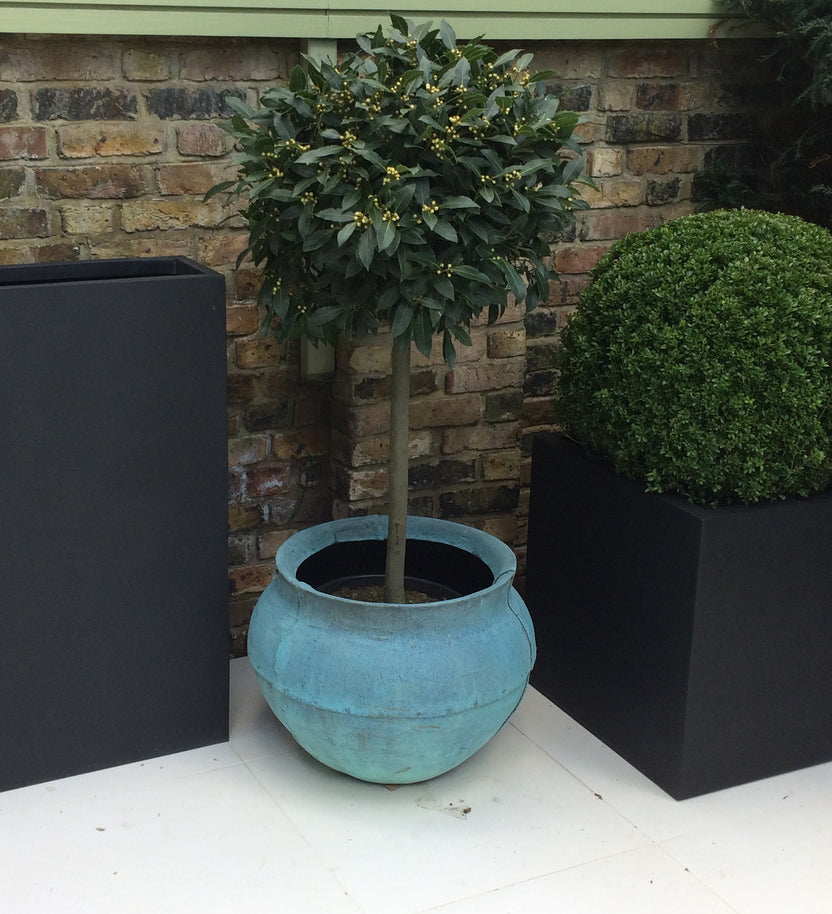 Bay trees care tips – Terrace Gardener