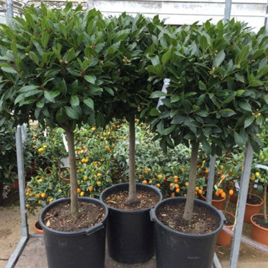 Bay tree standard – Terrace Gardener