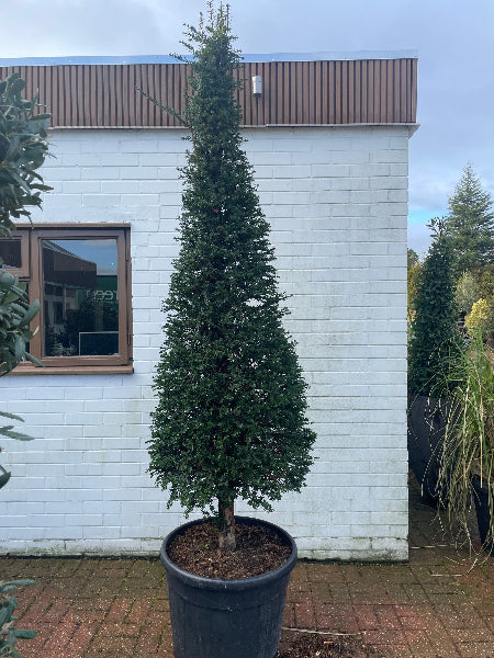Yew Pyramids – Terrace Gardener