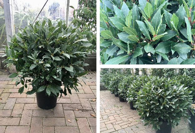 Bay tree ball – Terrace Gardener
