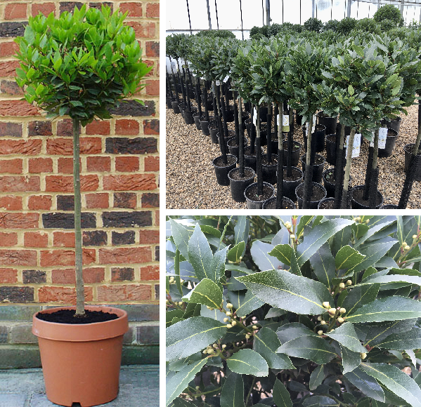 Bay tree standard – Terrace Gardener
