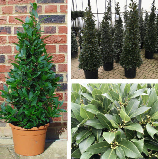 Bay tree pyramid – Terrace Gardener