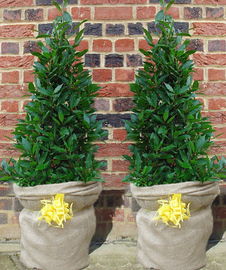 Gift-Wrapped Bay Tree Pyramid – Terrace Gardener